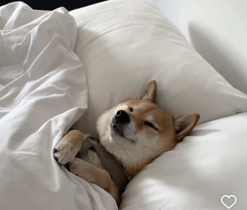 Good團隊 - goodcareerwholelife